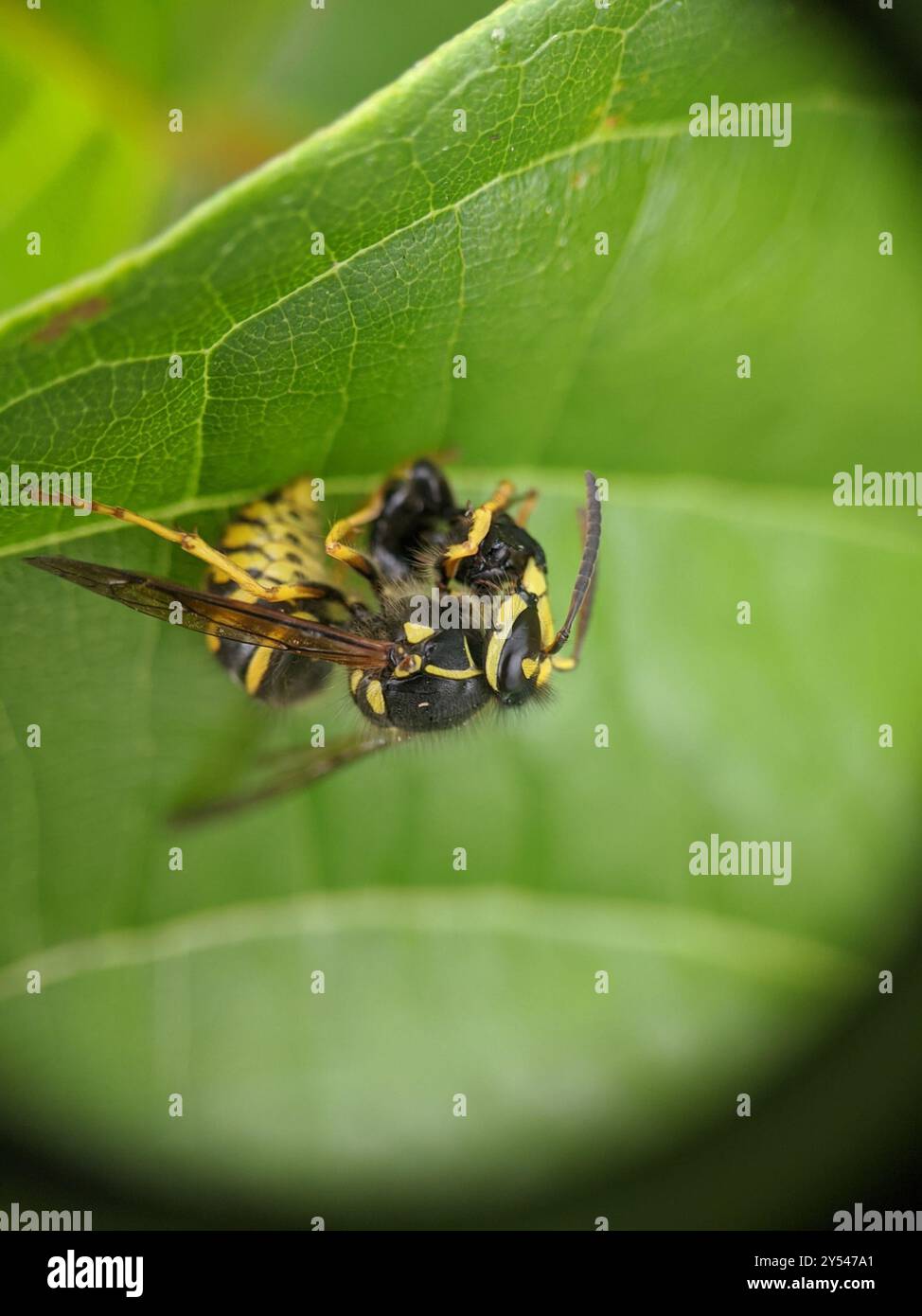 Common Aerial Yellowjacket (Dolichovespula arenaria) Insecta Stock ...