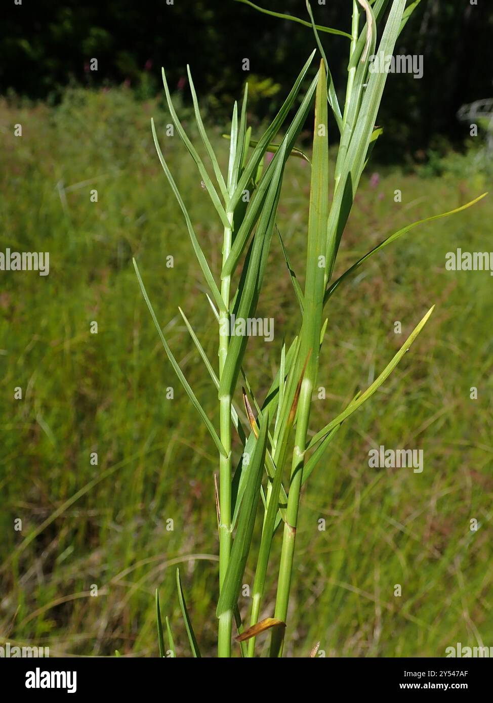 Three-way Sedge (Dulichium arundinaceum) Plantae Stock Photo - Alamy