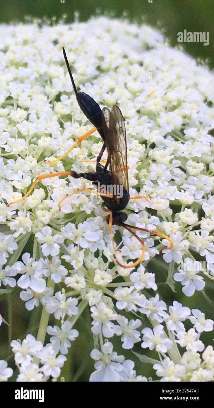 Ichneumonid Wasps (Ichneumonidae) Insecta Stock Photo - Alamy