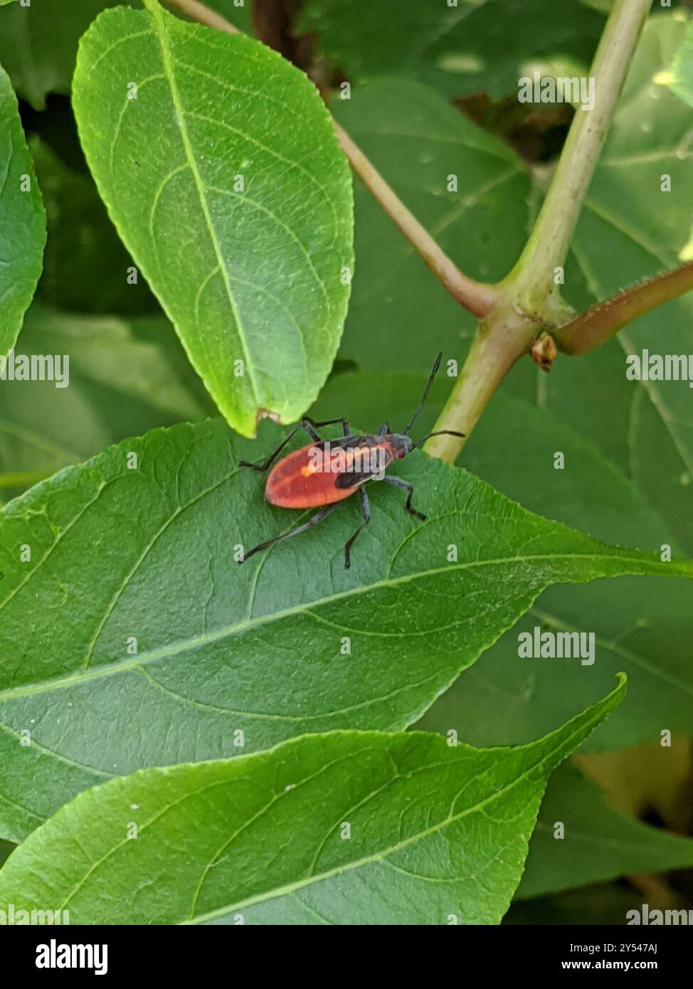 Eastern Boxelder Bug (Boisea trivittata) Insecta Stock Photo - Alamy