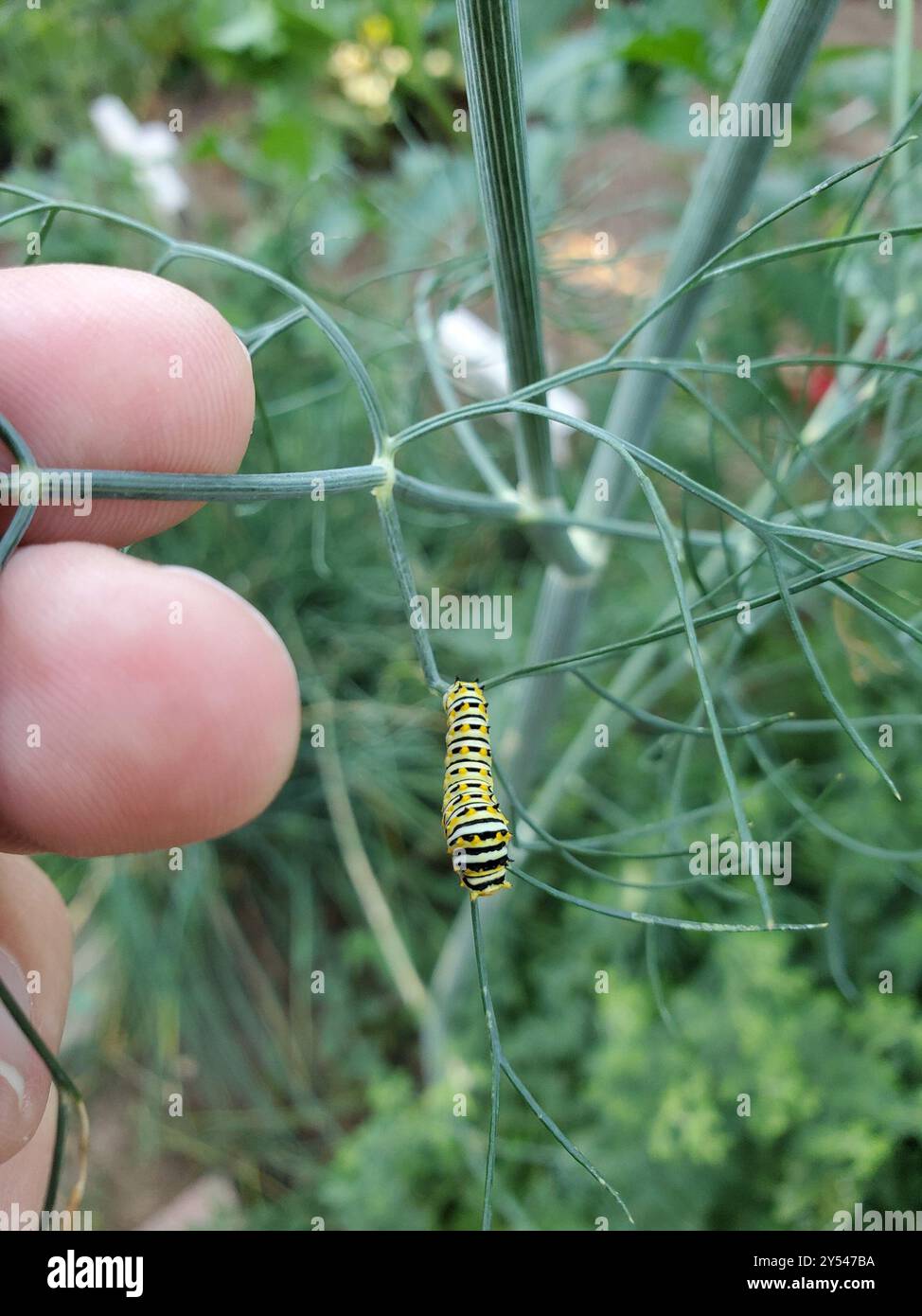 Common Swallowtails (Papilio) Insecta Stock Photo - Alamy