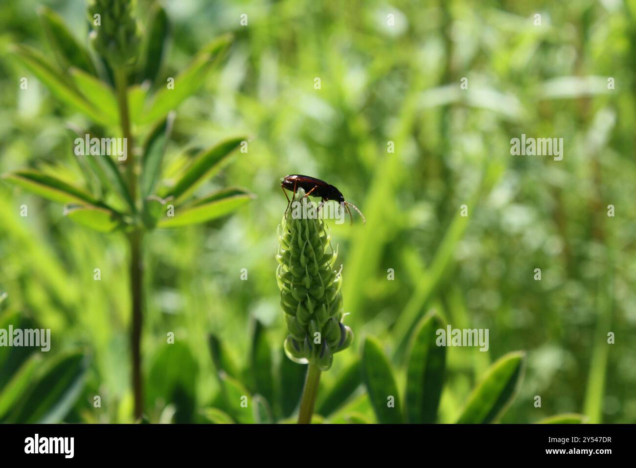 European Gazelle Beetle (Nebria brevicollis) Insecta Stock Photo - Alamy
