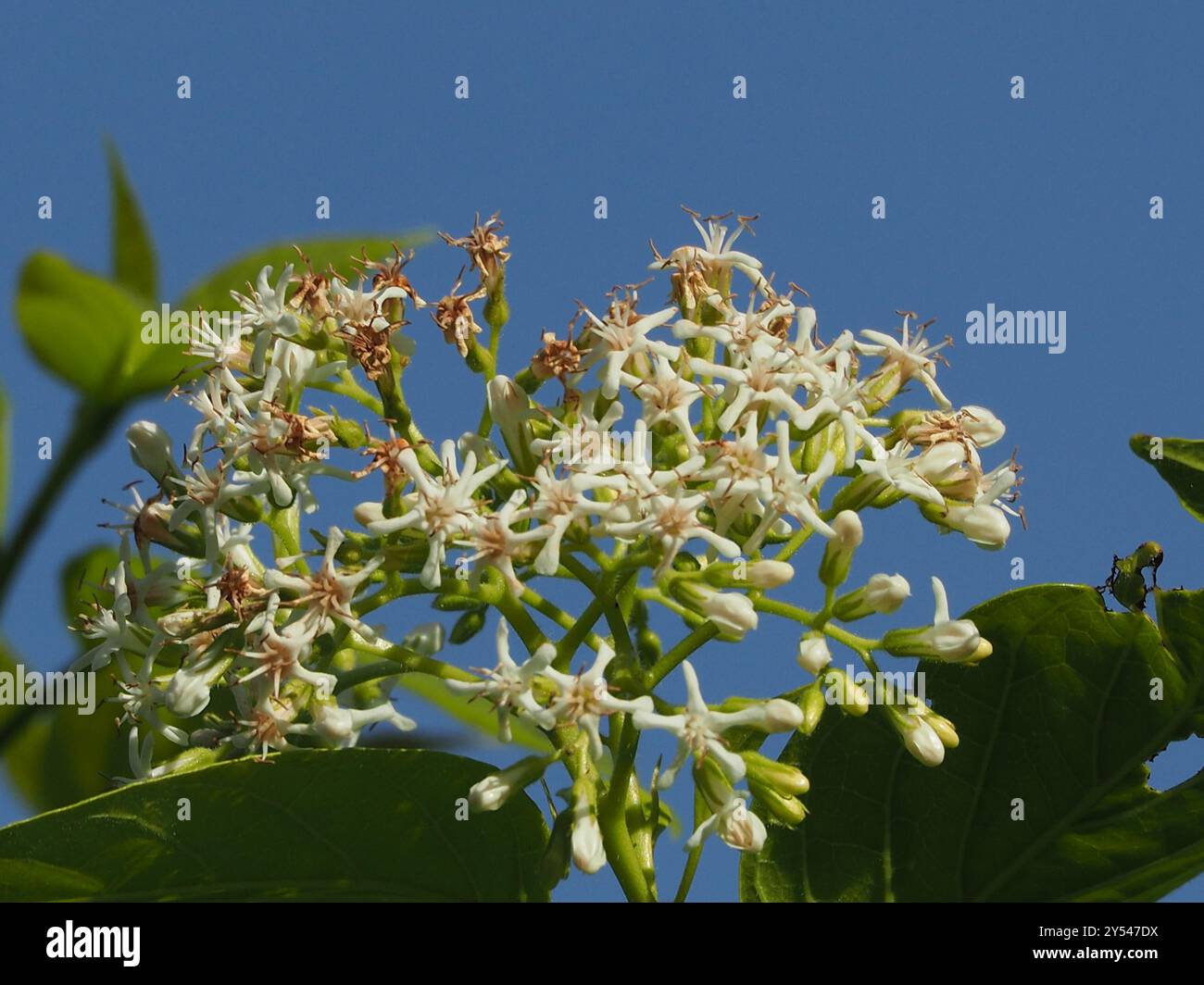 Formosa Ehretia (Ehretia resinosa) Plantae Stock Photo - Alamy