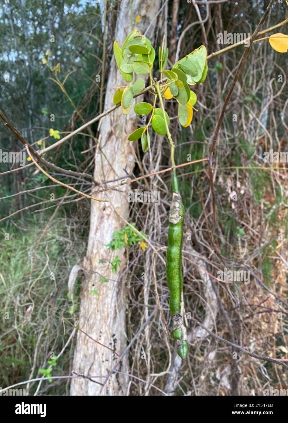Easter Cassia (Senna pendula glabrata) Plantae Stock Photo - Alamy