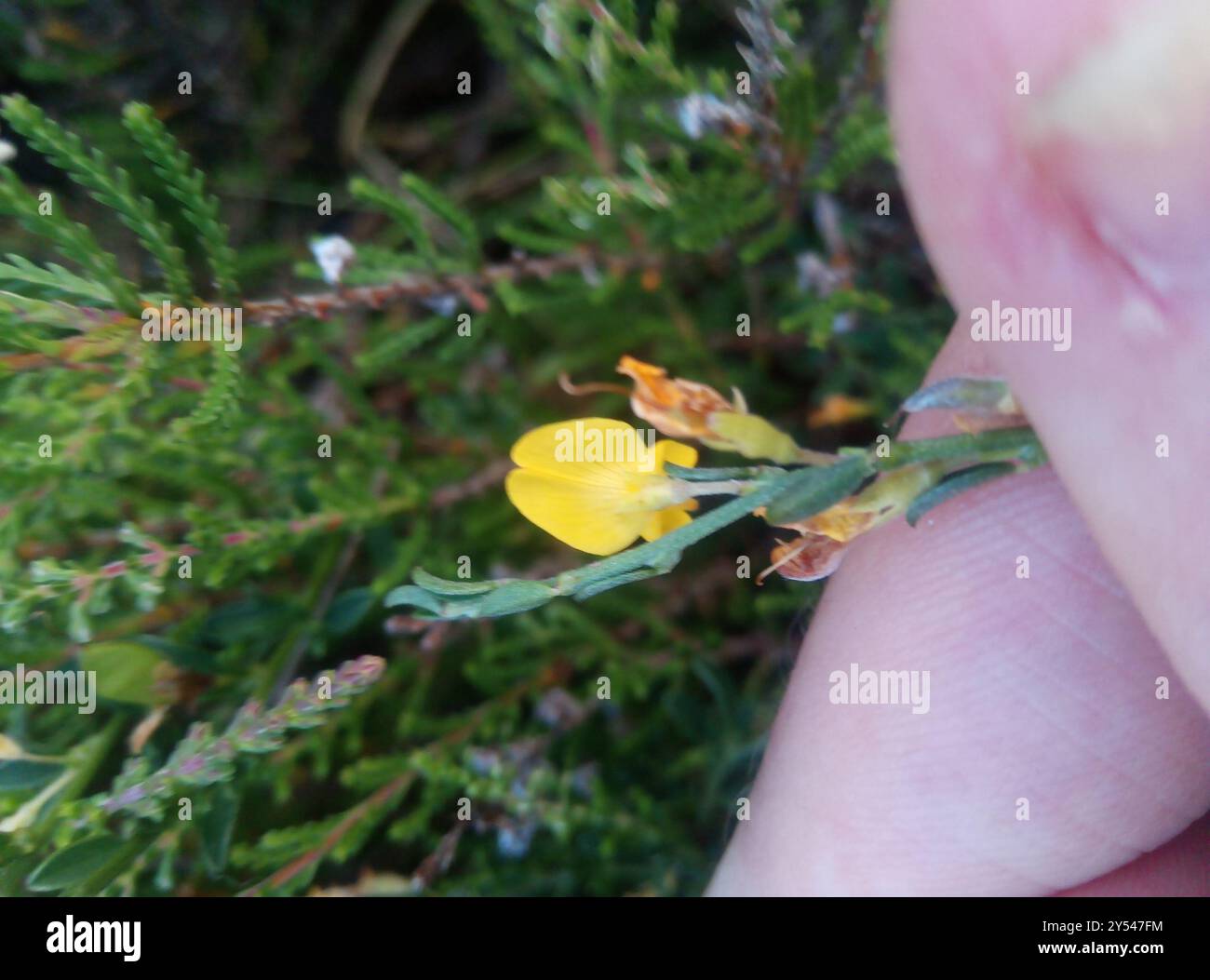 Hairy Greenweed (Genista pilosa) Plantae Stock Photo - Alamy
