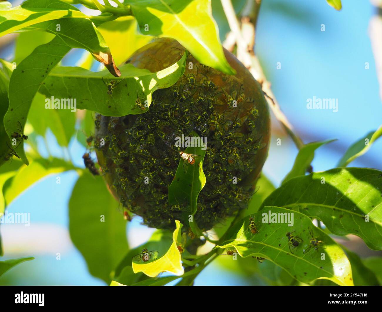 Oriental Fruit Fly (Bactrocera dorsalis) Insecta Stock Photo - Alamy