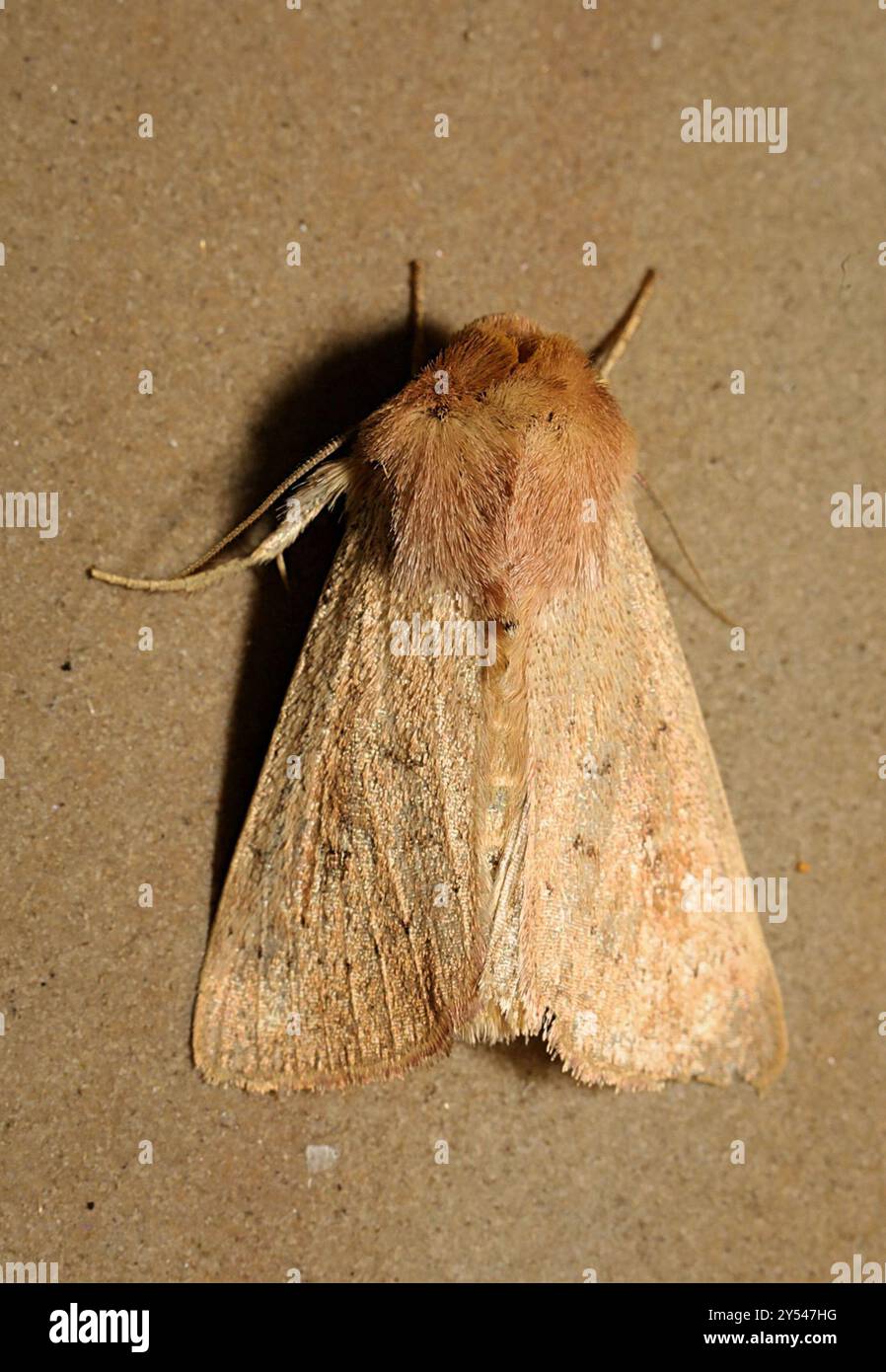 The Clay (Mythimna ferrago) Insecta Stock Photo - Alamy