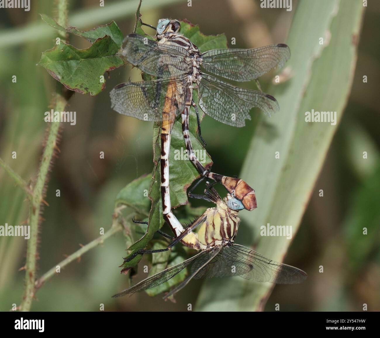 Flag-tailed Spinyleg (Dromogomphus spoliatus) Insecta Stock Photo - Alamy