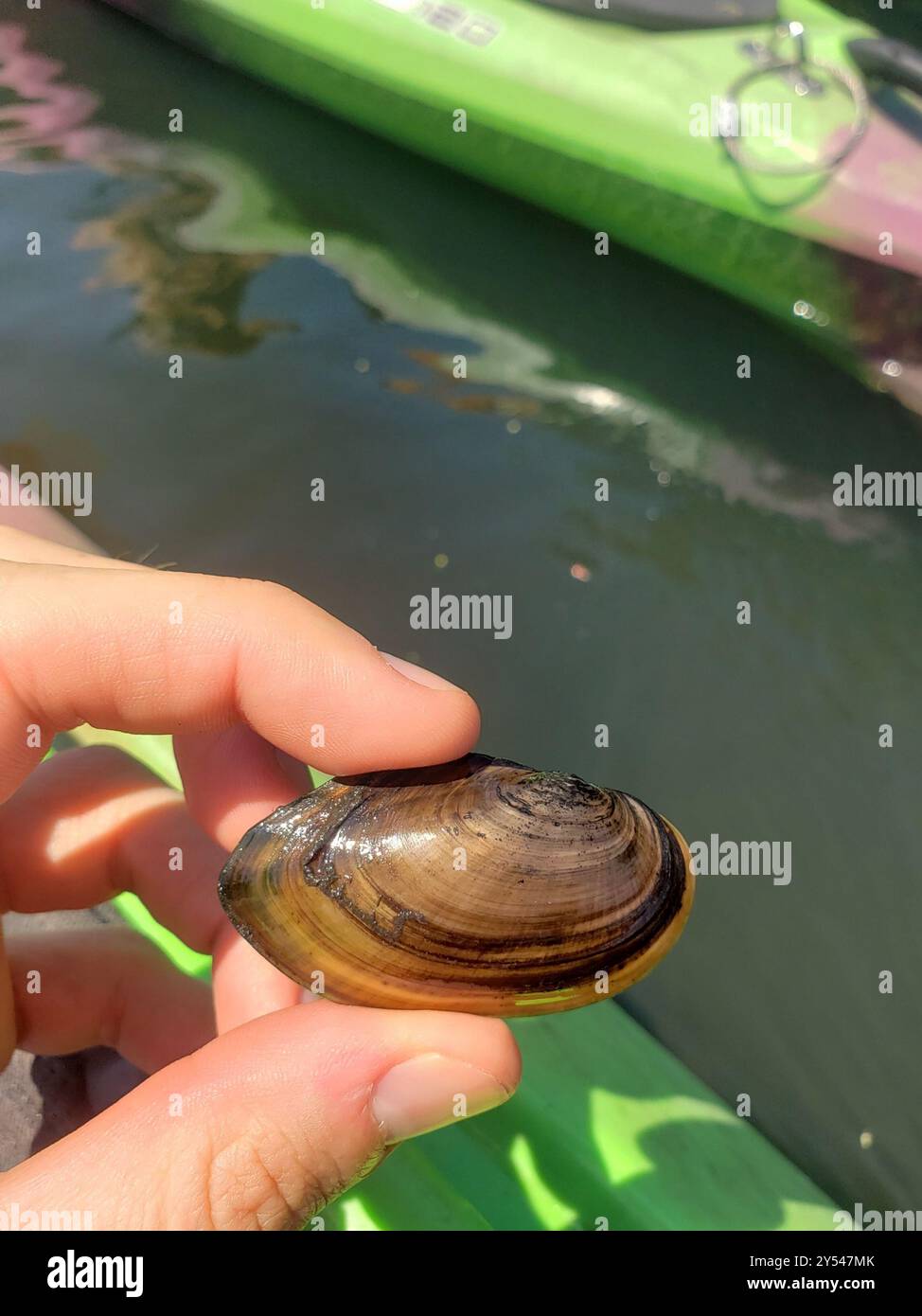 Eastern Floater (Pyganodon cataracta) Mollusca Stock Photo - Alamy