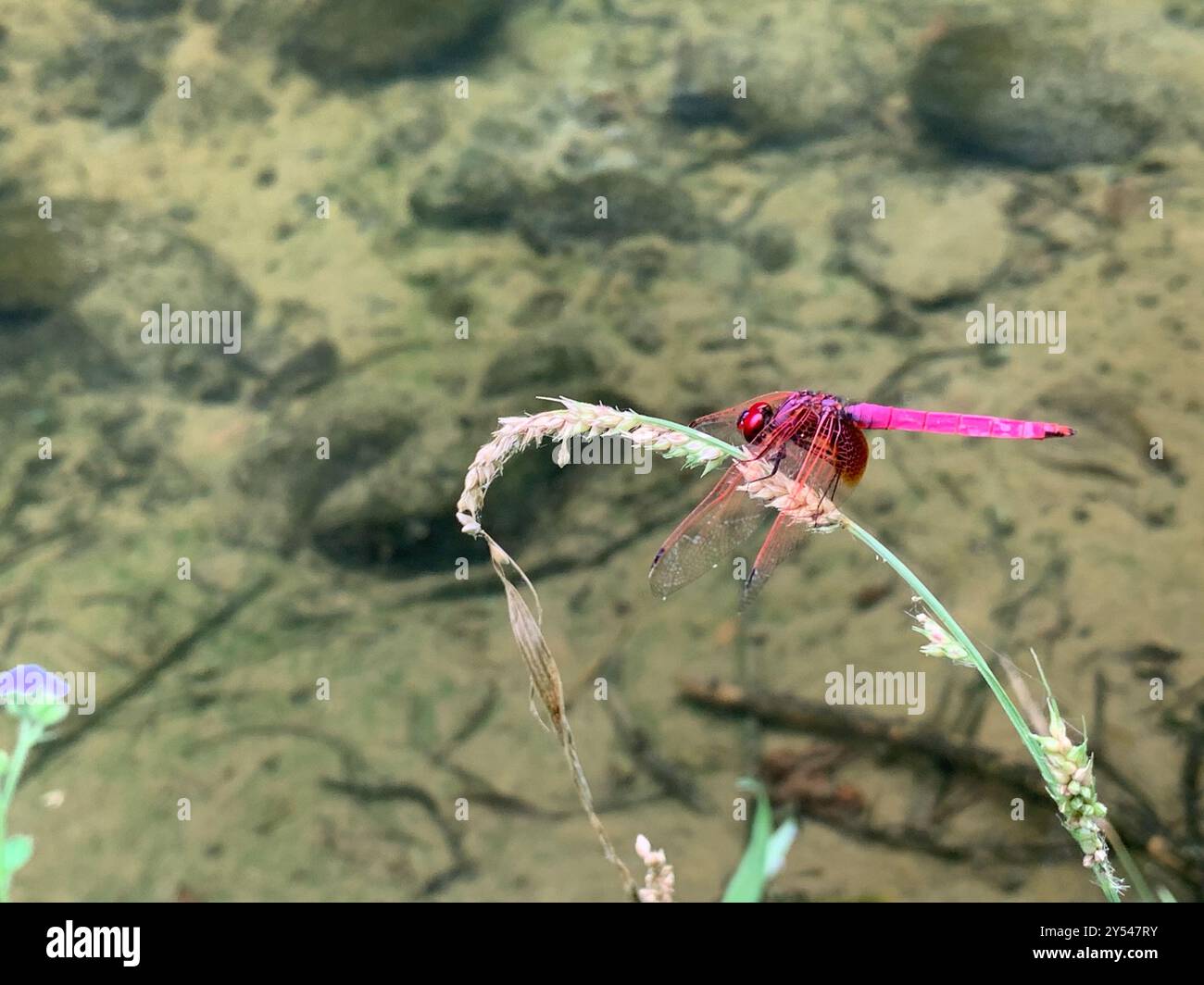 Crimson Marsh Glider (Trithemis aurora) Insecta Stock Photo - Alamy
