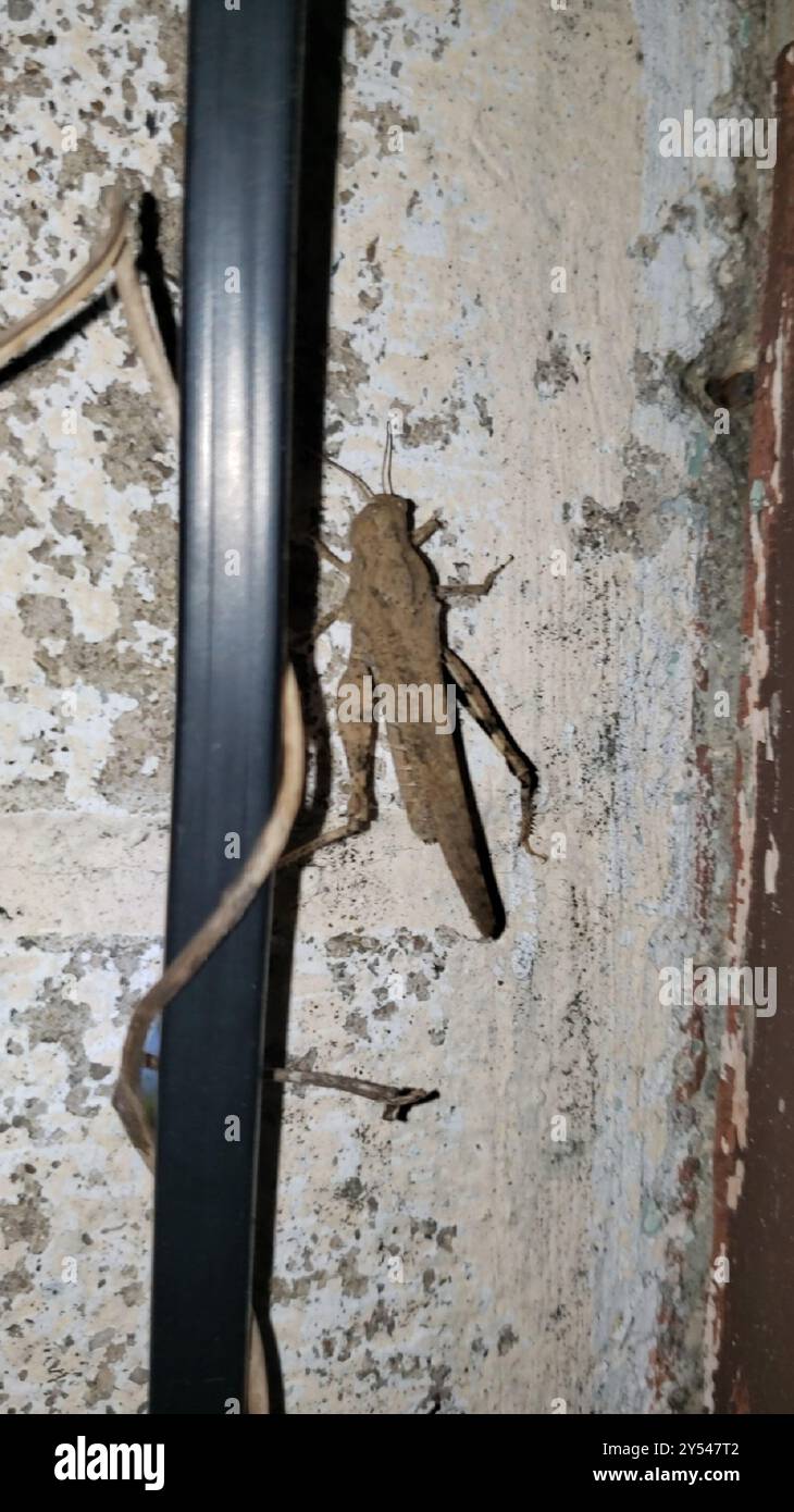 Carolina Grasshopper (Dissosteira carolina) Insecta Stock Photo - Alamy
