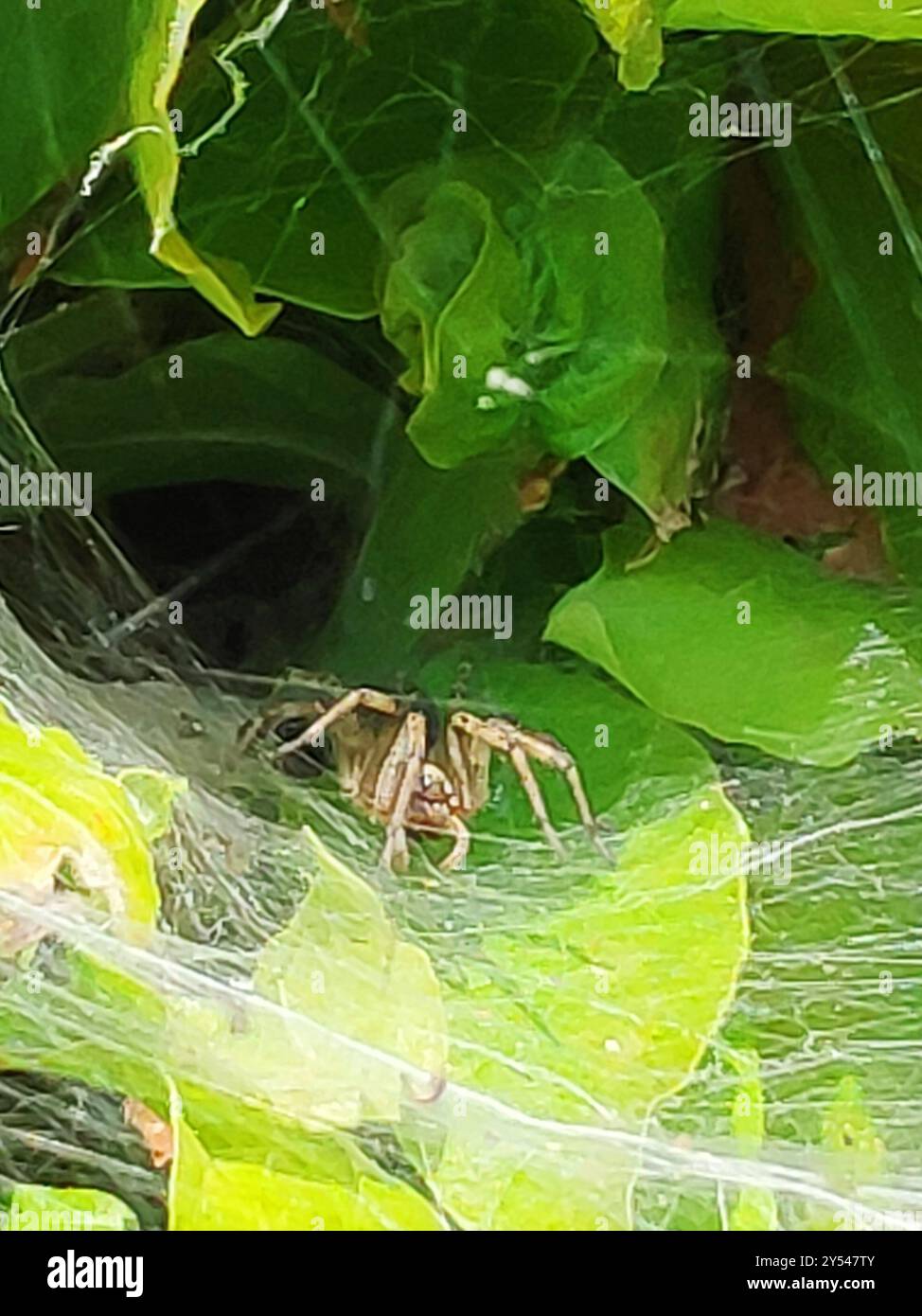 Labyrinth spider (Agelena labyrinthica) Arachnida Stock Photo - Alamy