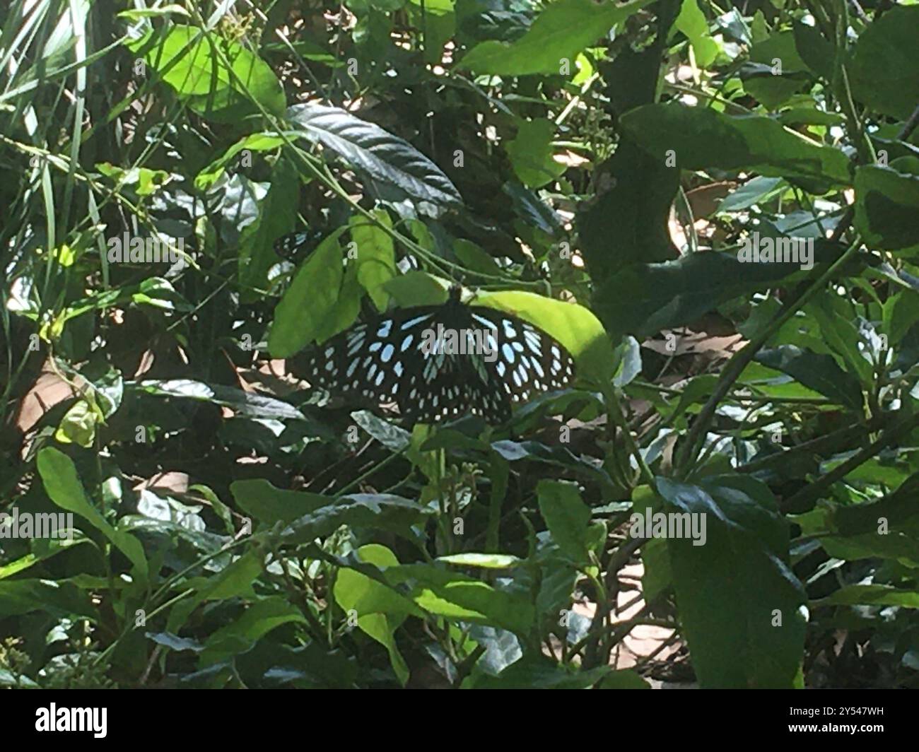 Blue Wanderer (Tirumala hamata) Insecta Stock Photo - Alamy