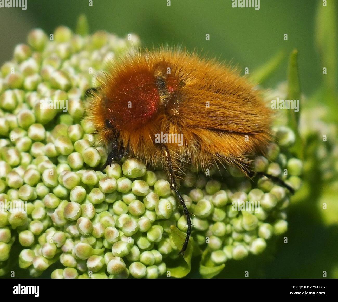 (Pygopleurus vulpes) Insecta Stock Photo - Alamy