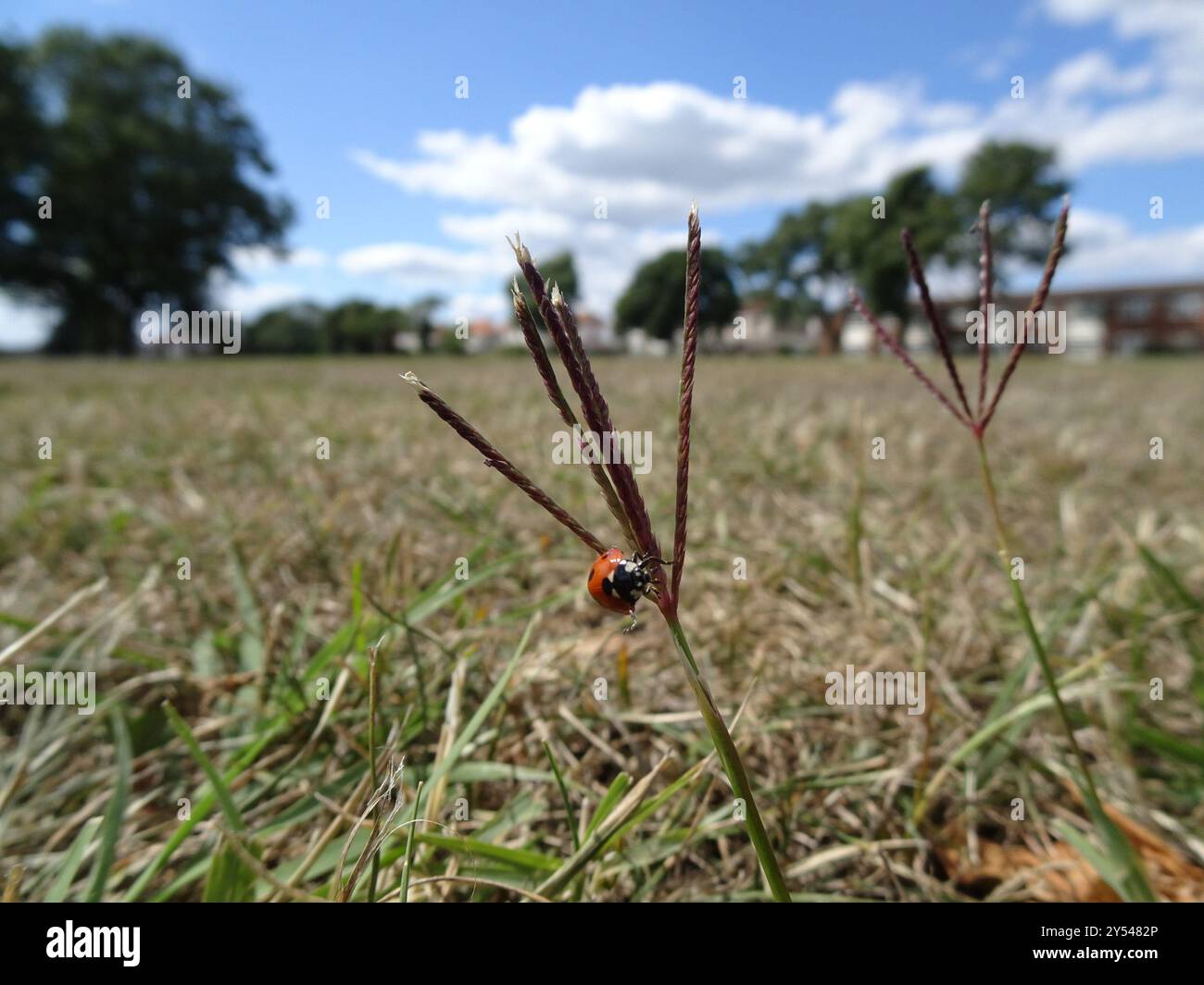 Bermuda grass (Cynodon dactylon) Plantae Stock Photo - Alamy
