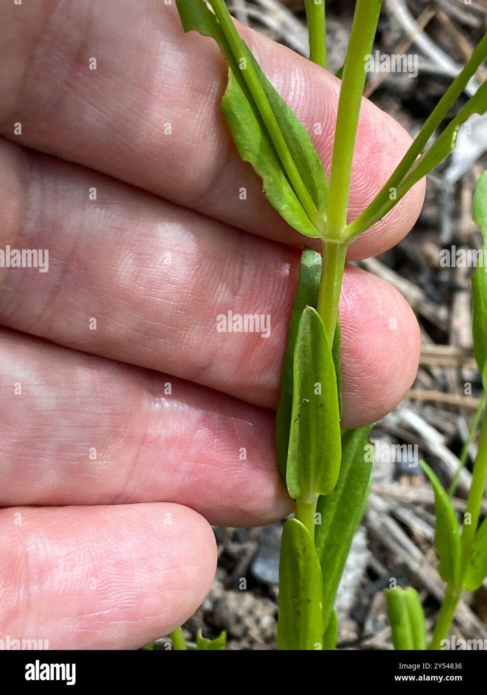 narrowleaf rose-pink (Sabatia brachiata) Plantae Stock Photo - Alamy