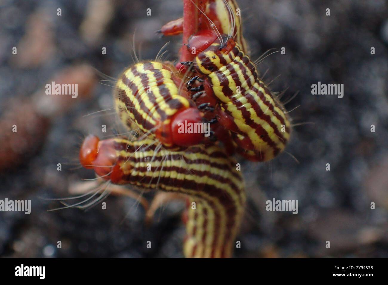 Azalea Caterpillar Moth (Datana major) Insecta Stock Photo - Alamy
