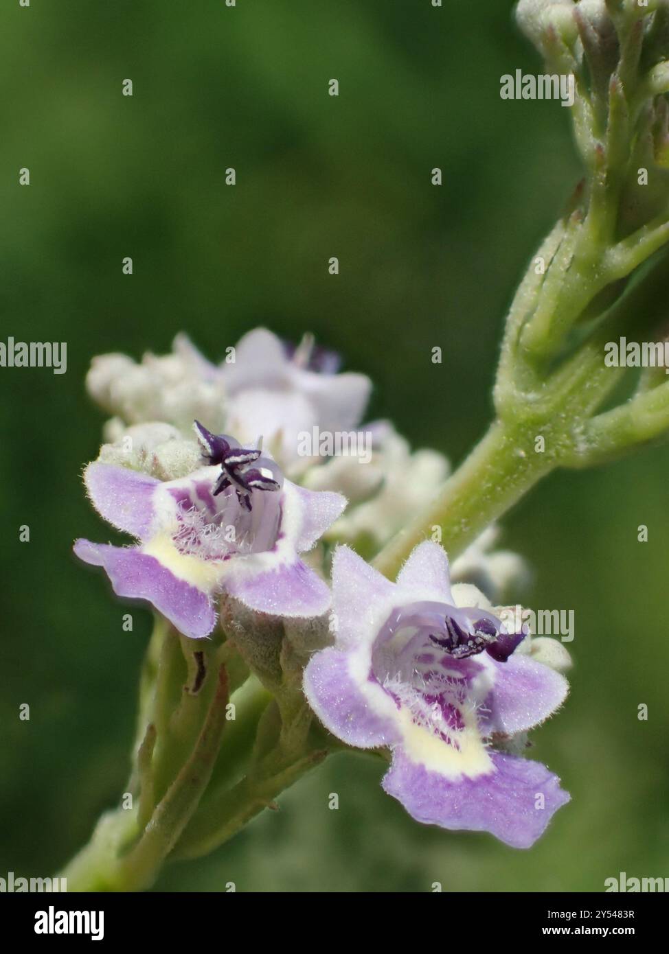 Five-leaved chaste tree (Vitex negundo) Plantae Stock Photo - Alamy