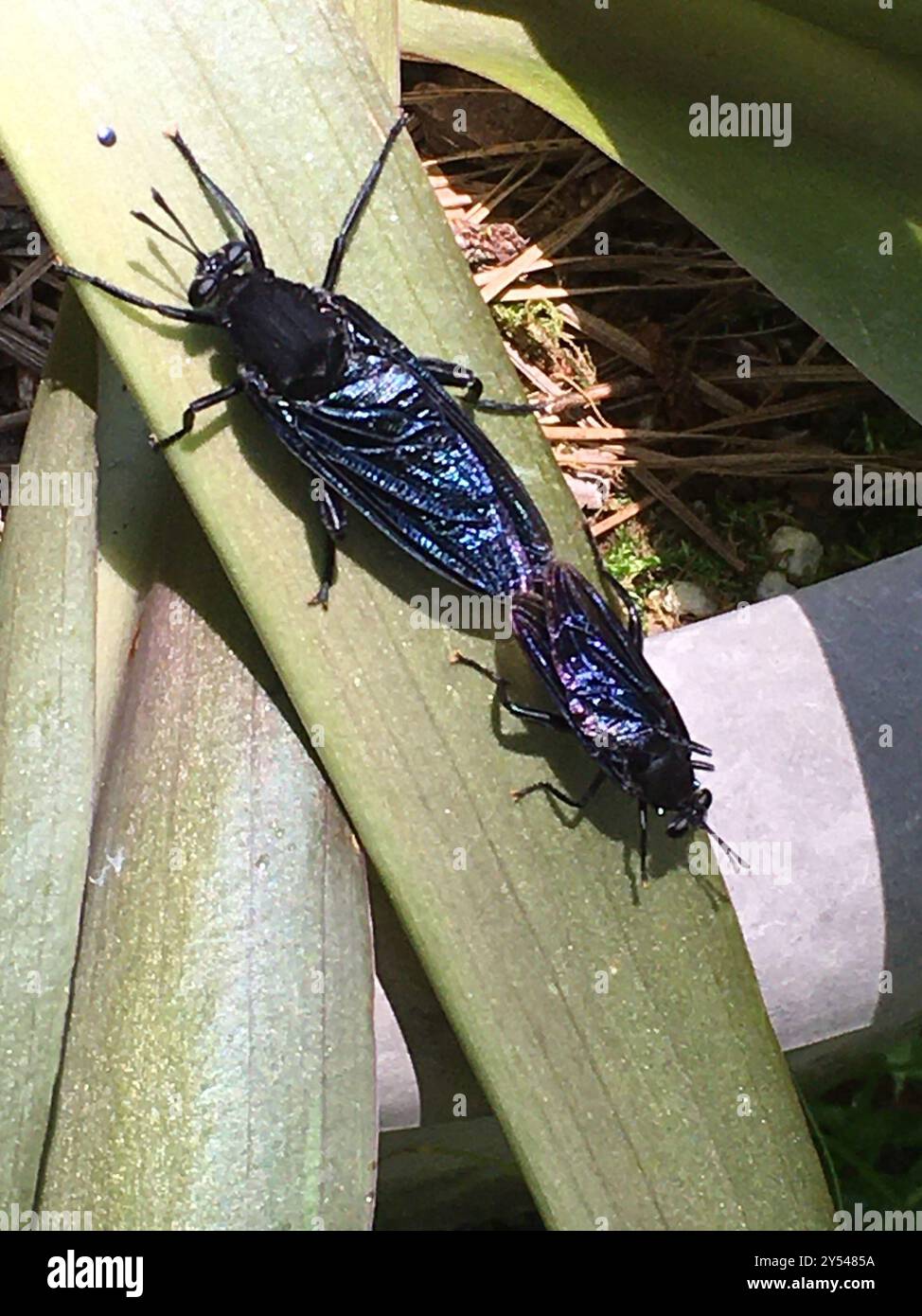 Clubbed mydas fly hi-res stock photography and images - Alamy