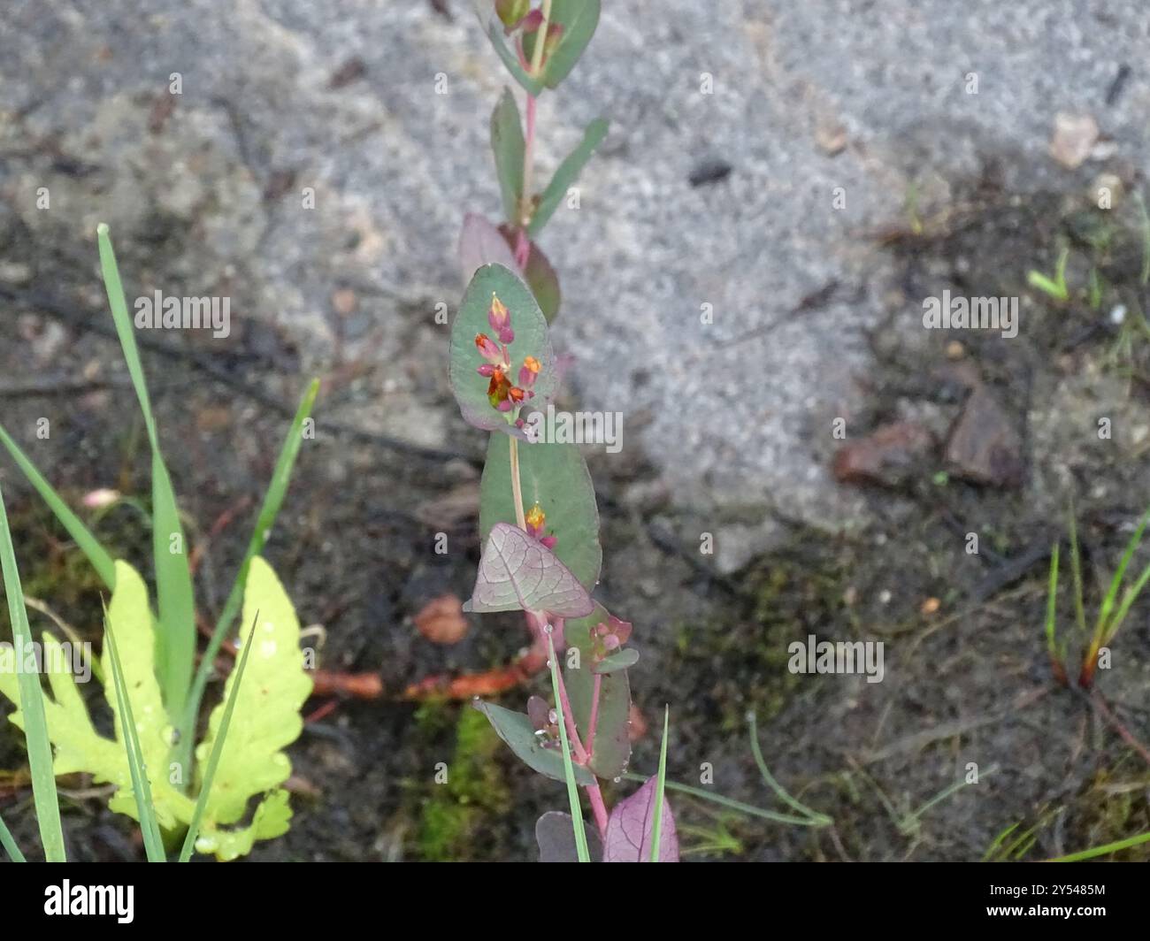Fraser's marsh St. John's-wort (Hypericum fraseri) Plantae Stock Photo ...