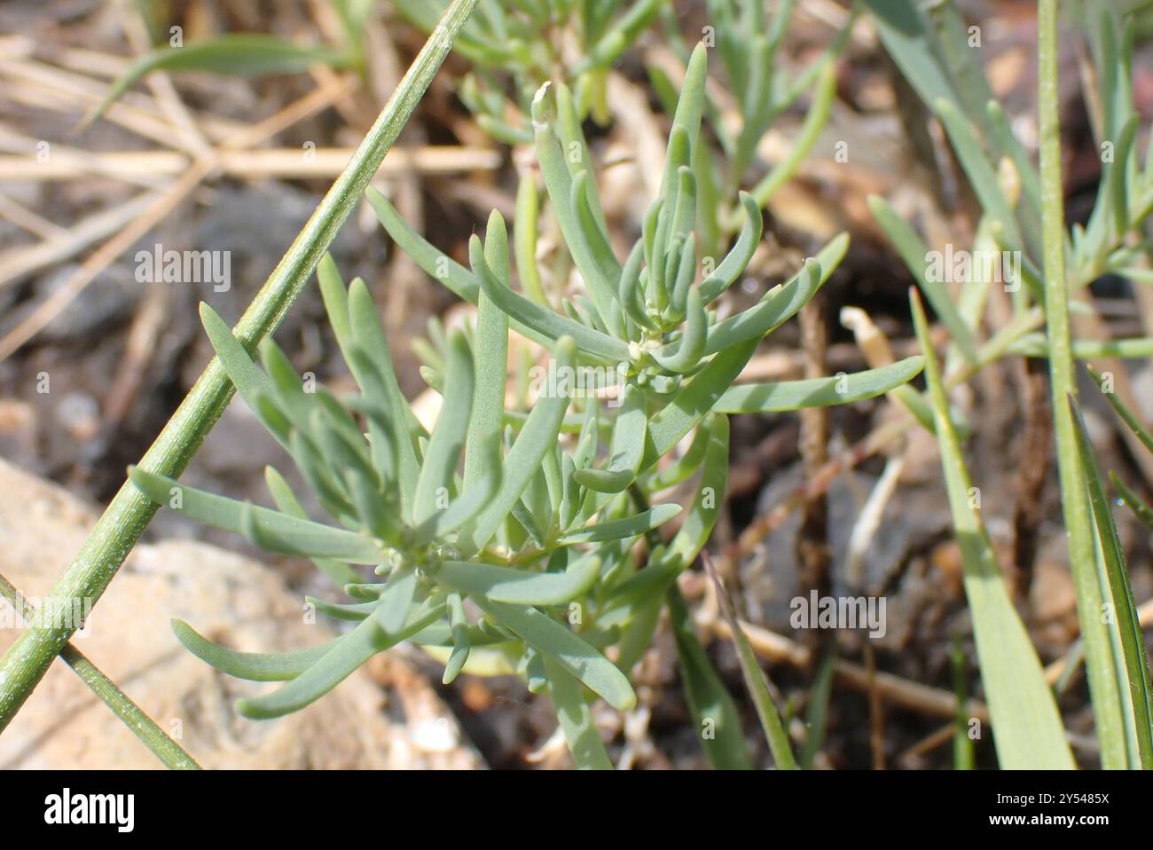Herbaceous Seepweed (Suaeda maritima) Plantae Stock Photo - Alamy