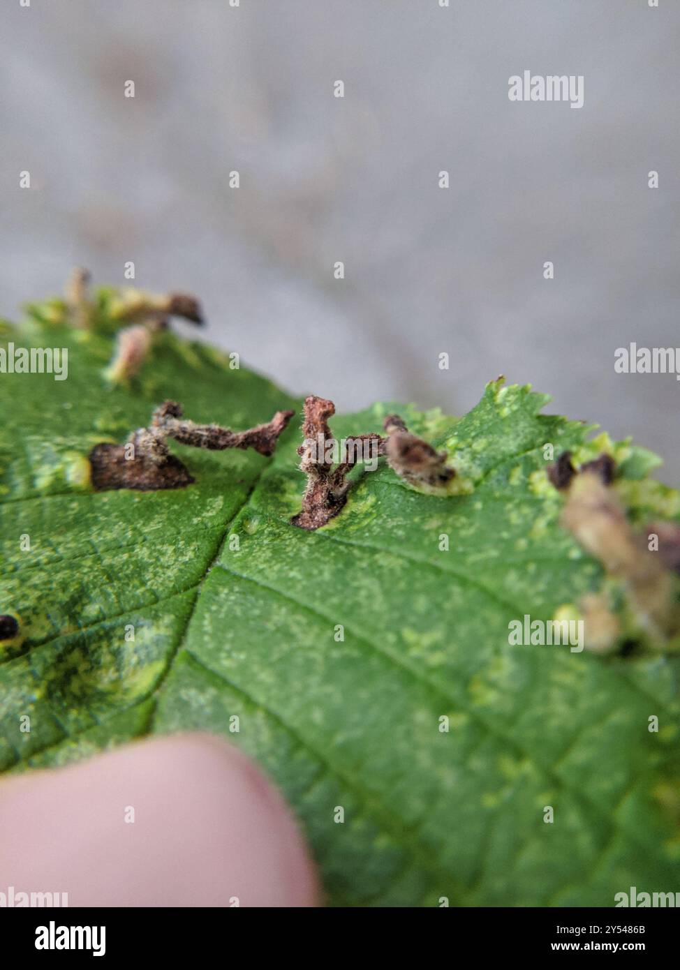 Rice Root Aphid (Tetraneura akinire) Insecta Stock Photo - Alamy