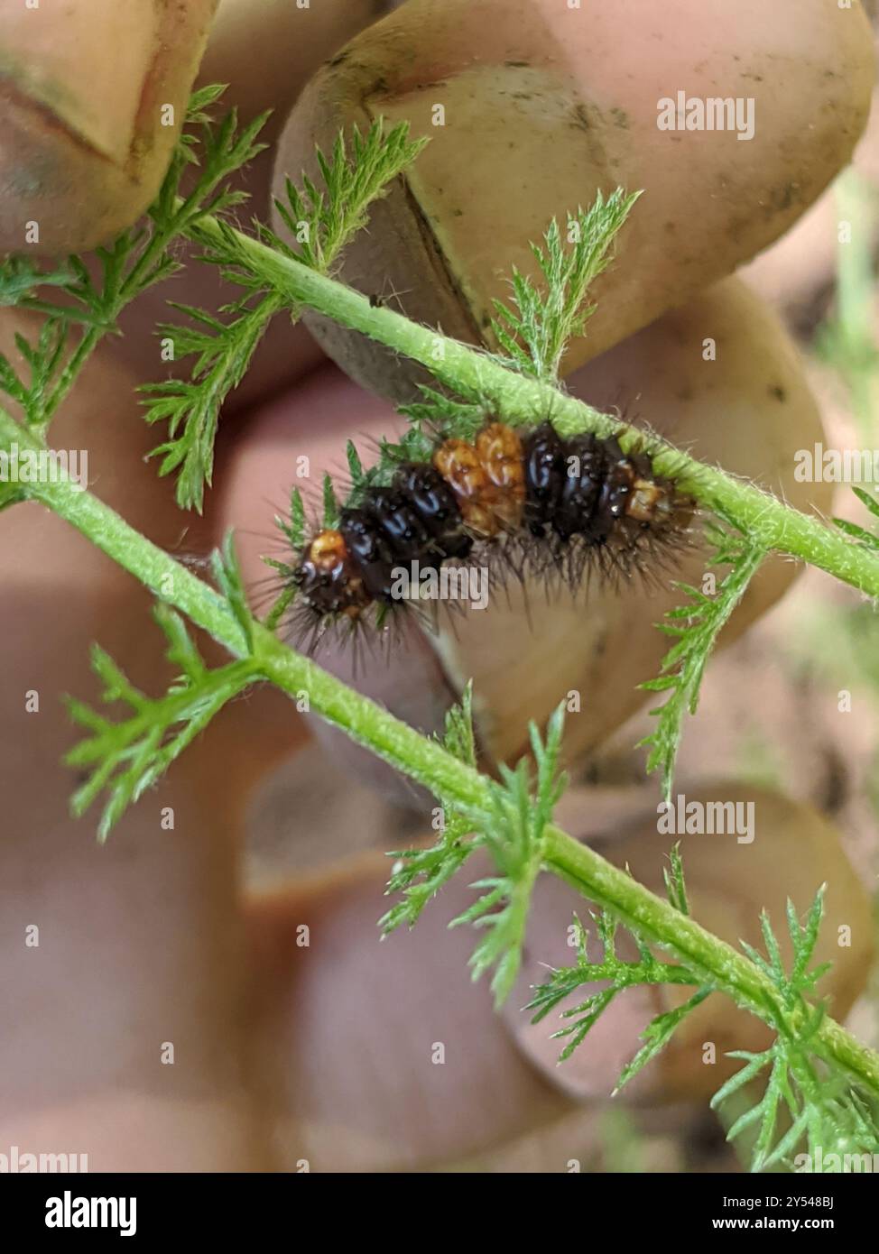 Giant Leopard Moth (Hypercompe scribonia) Insecta Stock Photo - Alamy