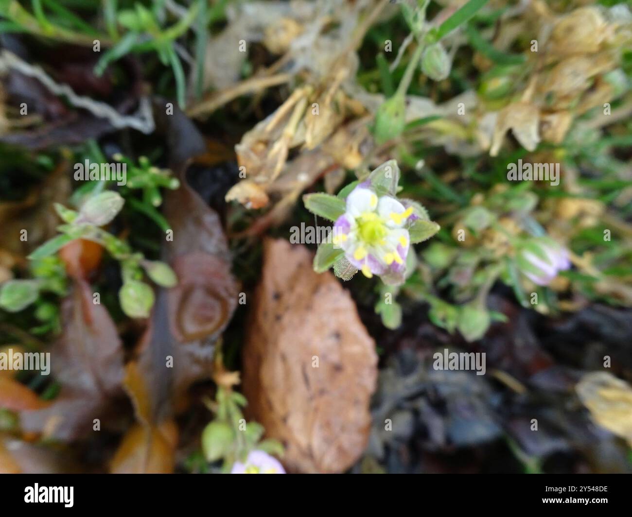 Greater Sea-spurry (Spergularia media) Plantae Stock Photo - Alamy