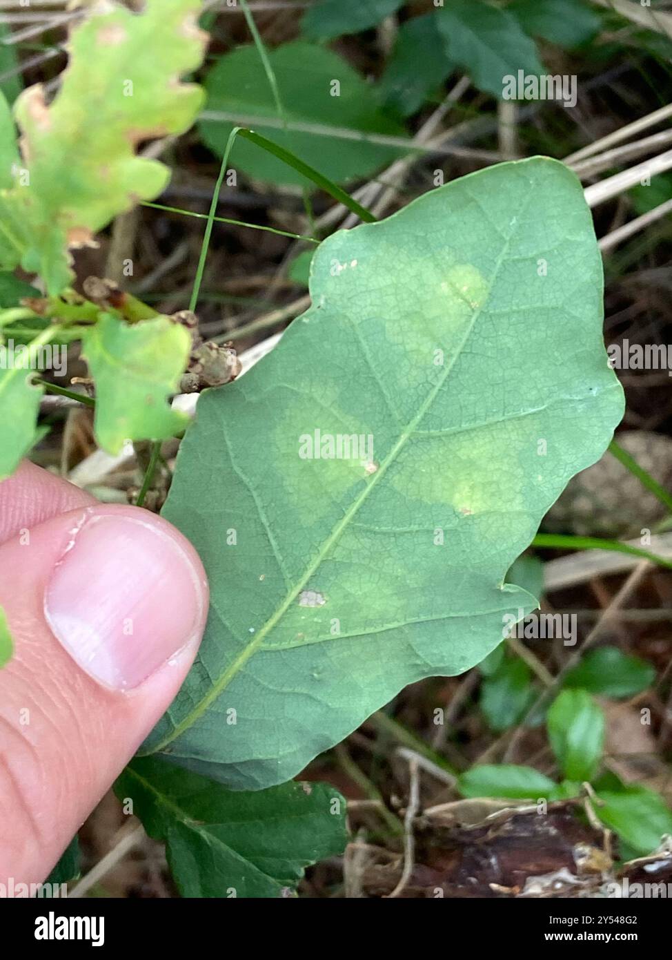 Trumpet Leafminer Moths (Tischeriidae) Insecta Stock Photo - Alamy