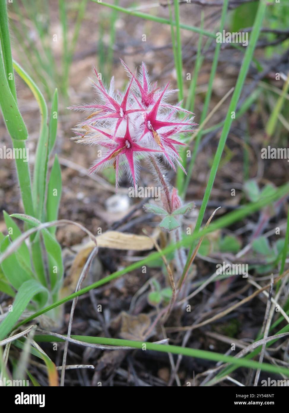 Star Clover (Trifolium stellatum) Plantae Stock Photo - Alamy