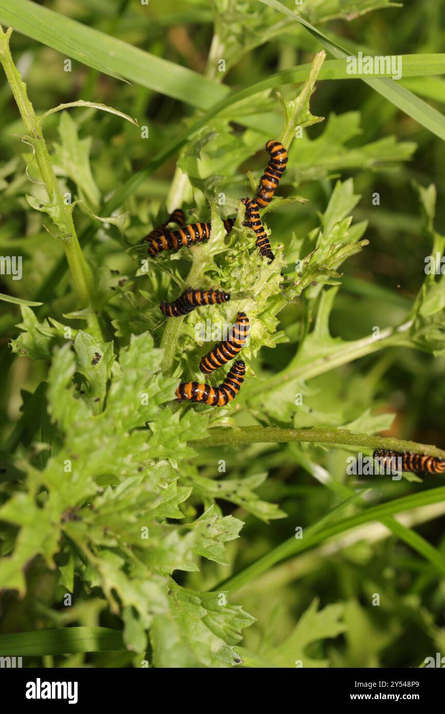 Cinnabar moth (Tyria jacobaeae) Insecta Stock Photo - Alamy