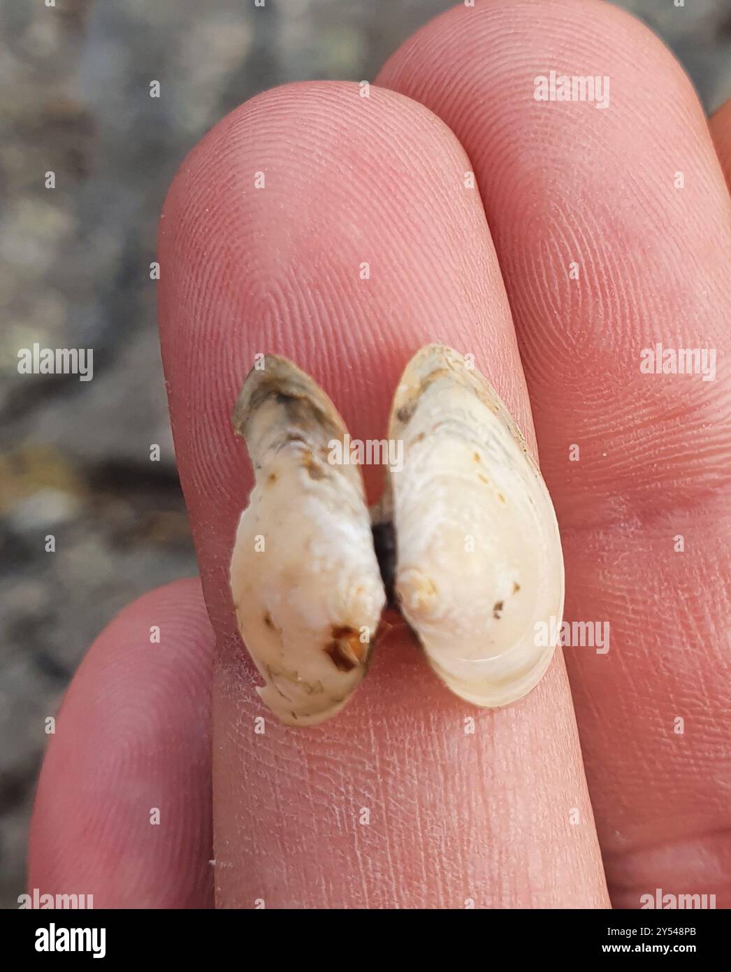 Baltic Macoma (Macoma balthica) Mollusca Stock Photo - Alamy