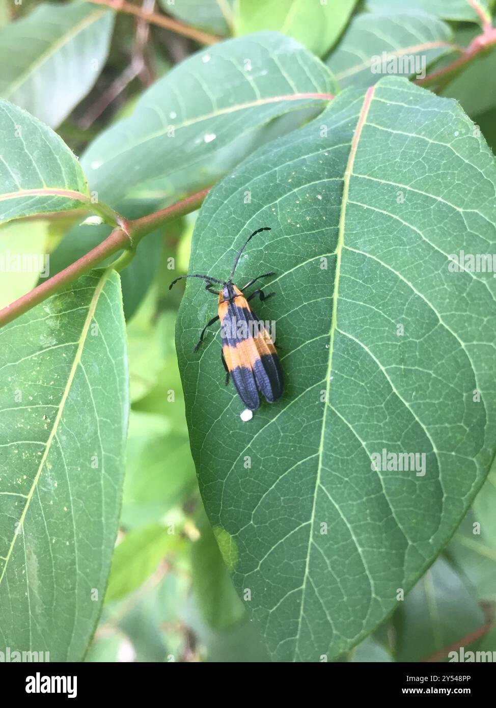 Reticulated Net-winged Beetle (Calopteron reticulatum) Insecta Stock ...