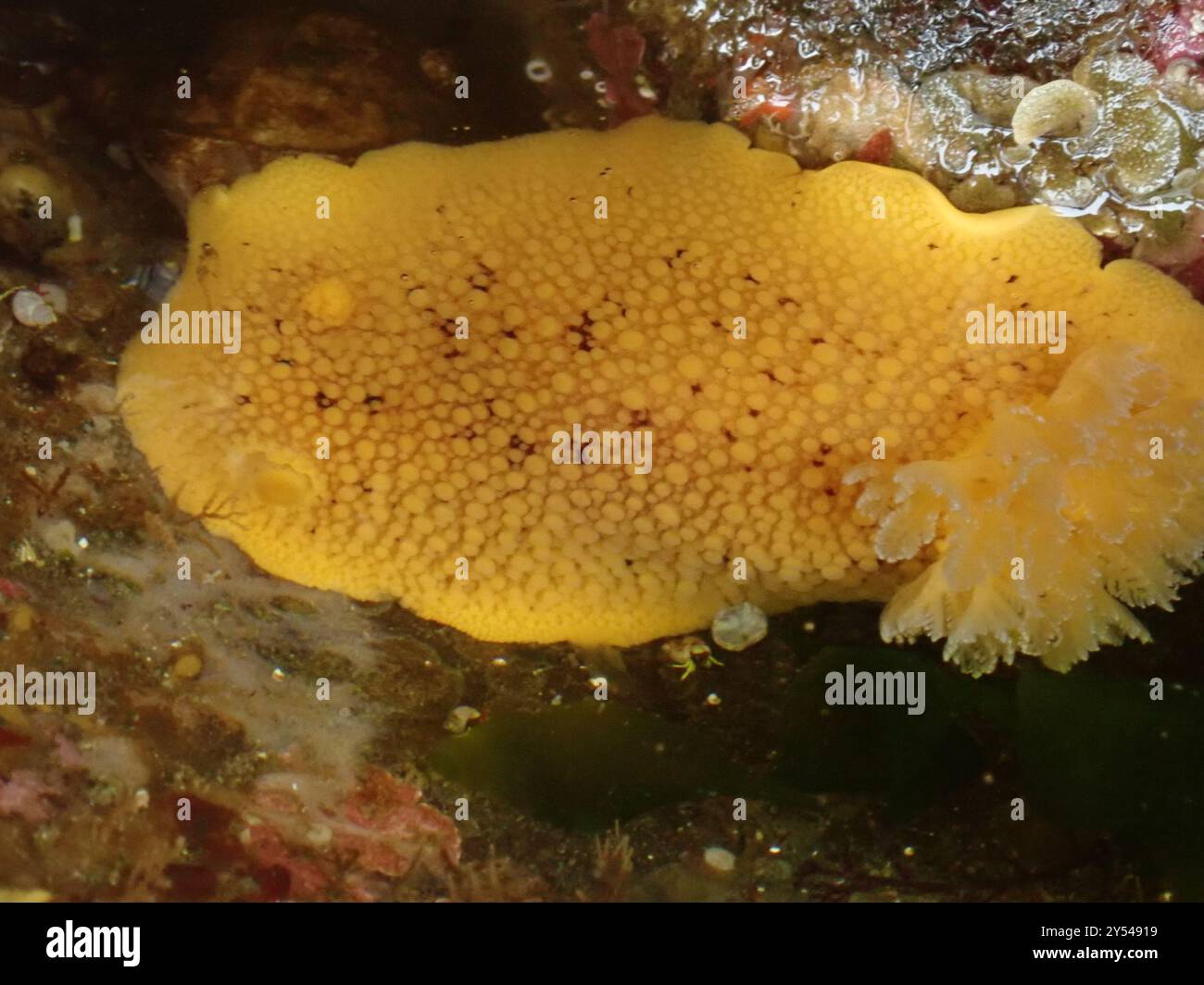 Peltodoris nobilis hi-res stock photography and images - Alamy