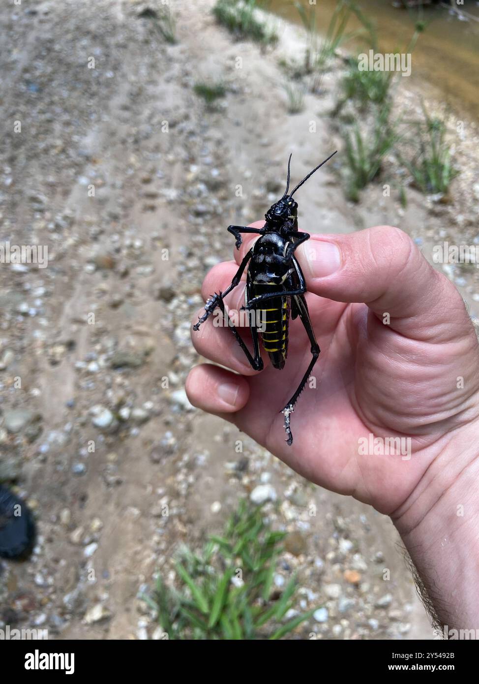 Eastern Lubber Grasshopper (Romalea microptera) Insecta Stock Photo - Alamy