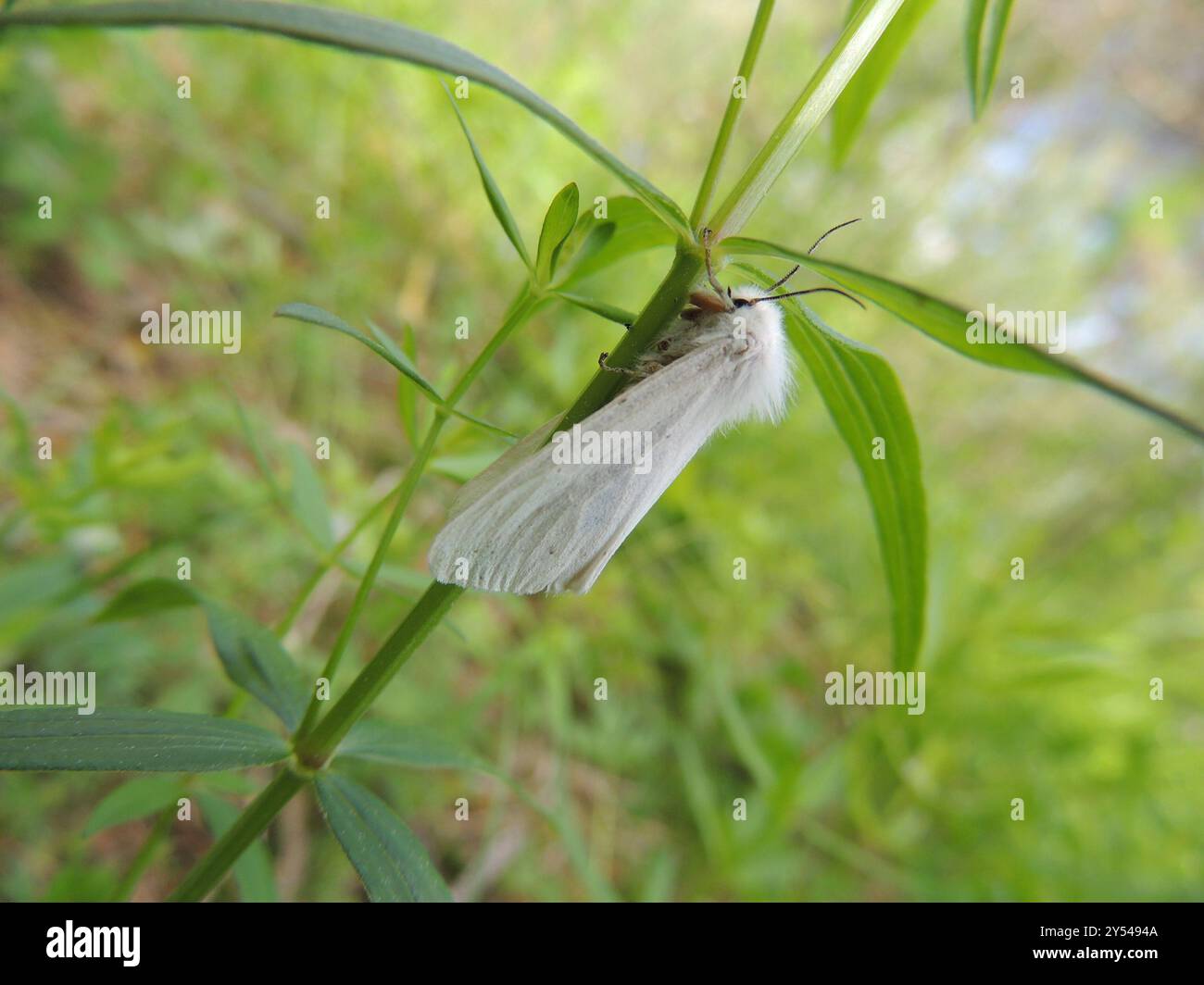 Water Ermine (Spilosoma urticae) Insecta Stock Photo - Alamy