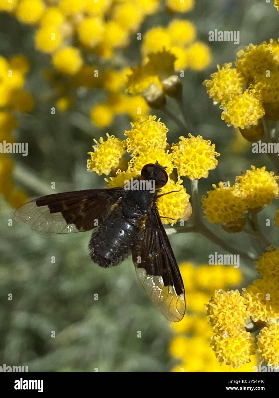 Black Banded Bee Fly (Hemipenthes morio) Insecta Stock Photo - Alamy