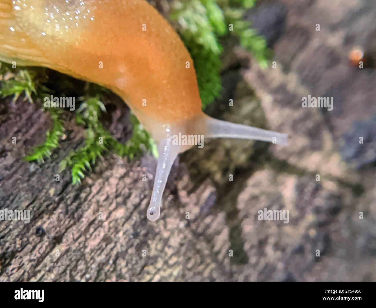 Western Dusky Slug (Arion subfuscus) Mollusca Stock Photo - Alamy