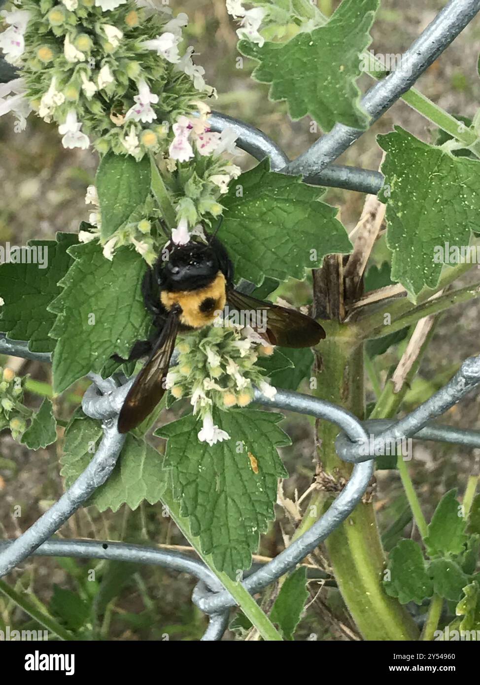 Eastern Carpenter Bee (Xylocopa virginica) Insecta Stock Photo - Alamy