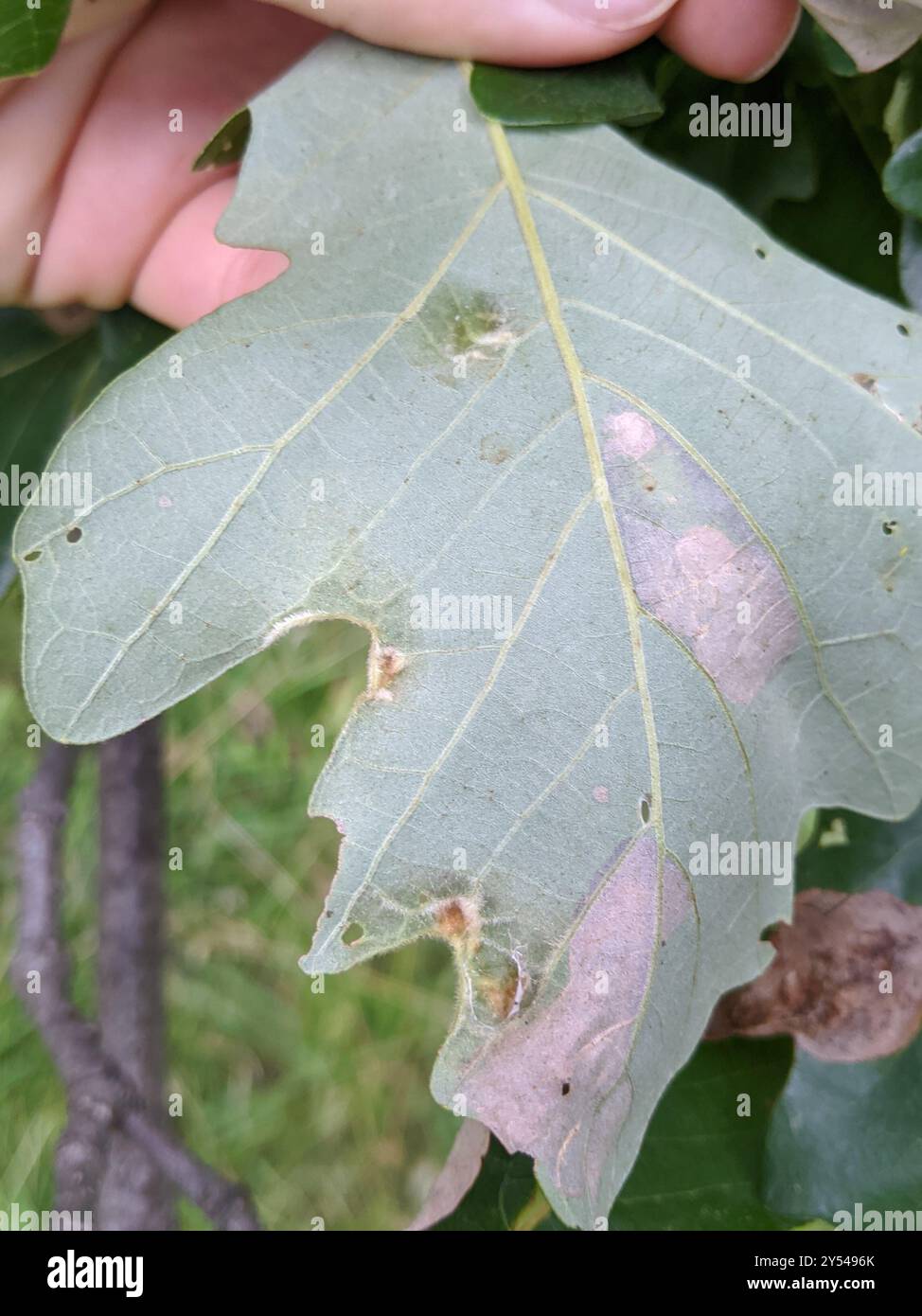 Oak Blister Gall Mite (Aceria querci) Arachnida Stock Photo - Alamy