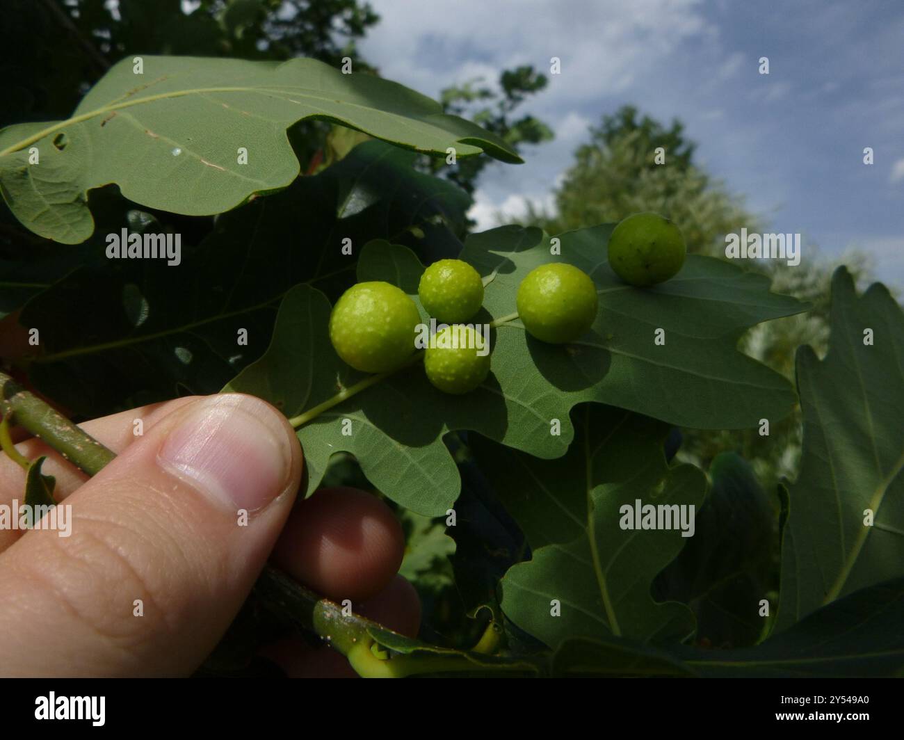 Cherry Gall Wasp (Cynips quercusfolii) Insecta Stock Photo - Alamy