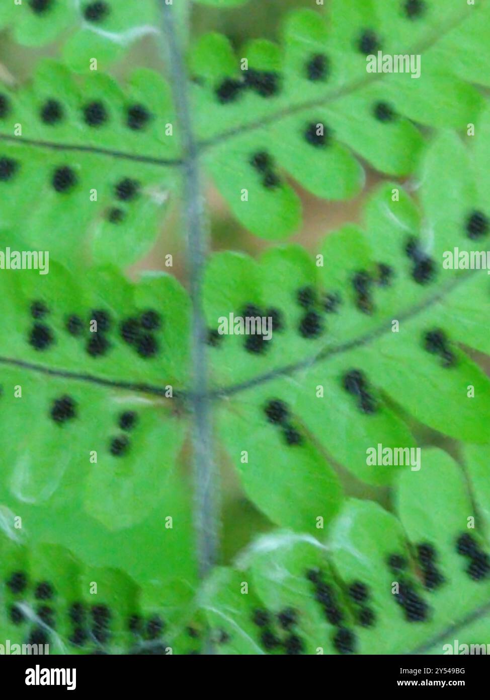 limestone oak fern (Gymnocarpium robertianum) Plantae Stock Photo - Alamy