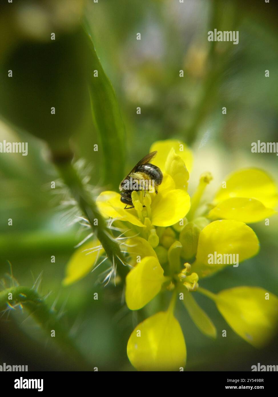 Sweat Bees (Halictidae) Insecta Stock Photo - Alamy