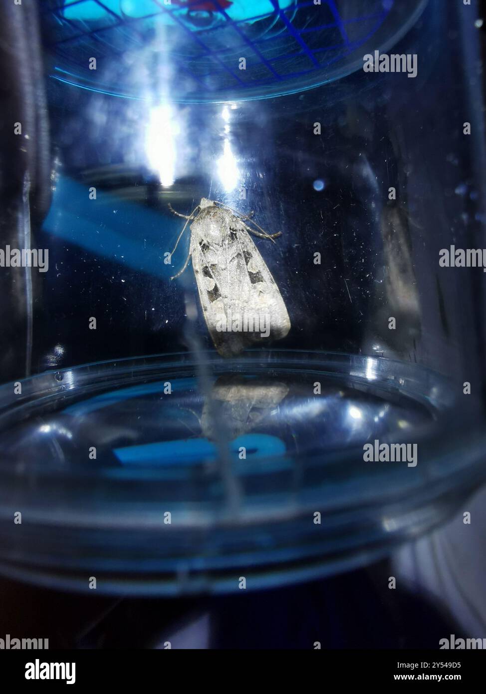 Double Square-spot (Xestia triangulum) Insecta Stock Photo - Alamy