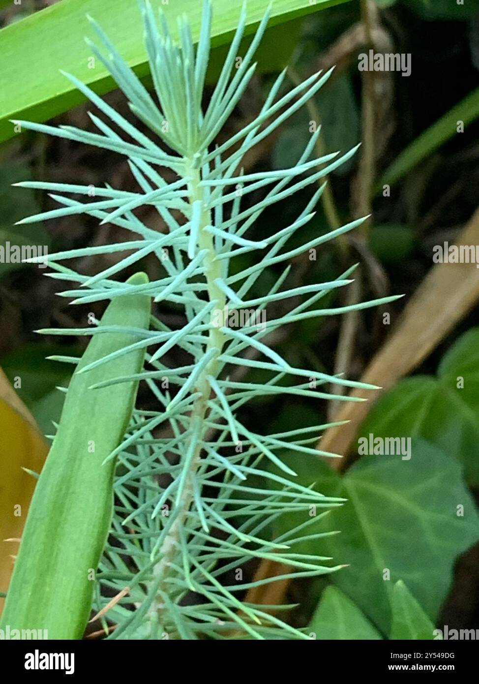 plants (Plantae) Plantae Stock Photo - Alamy