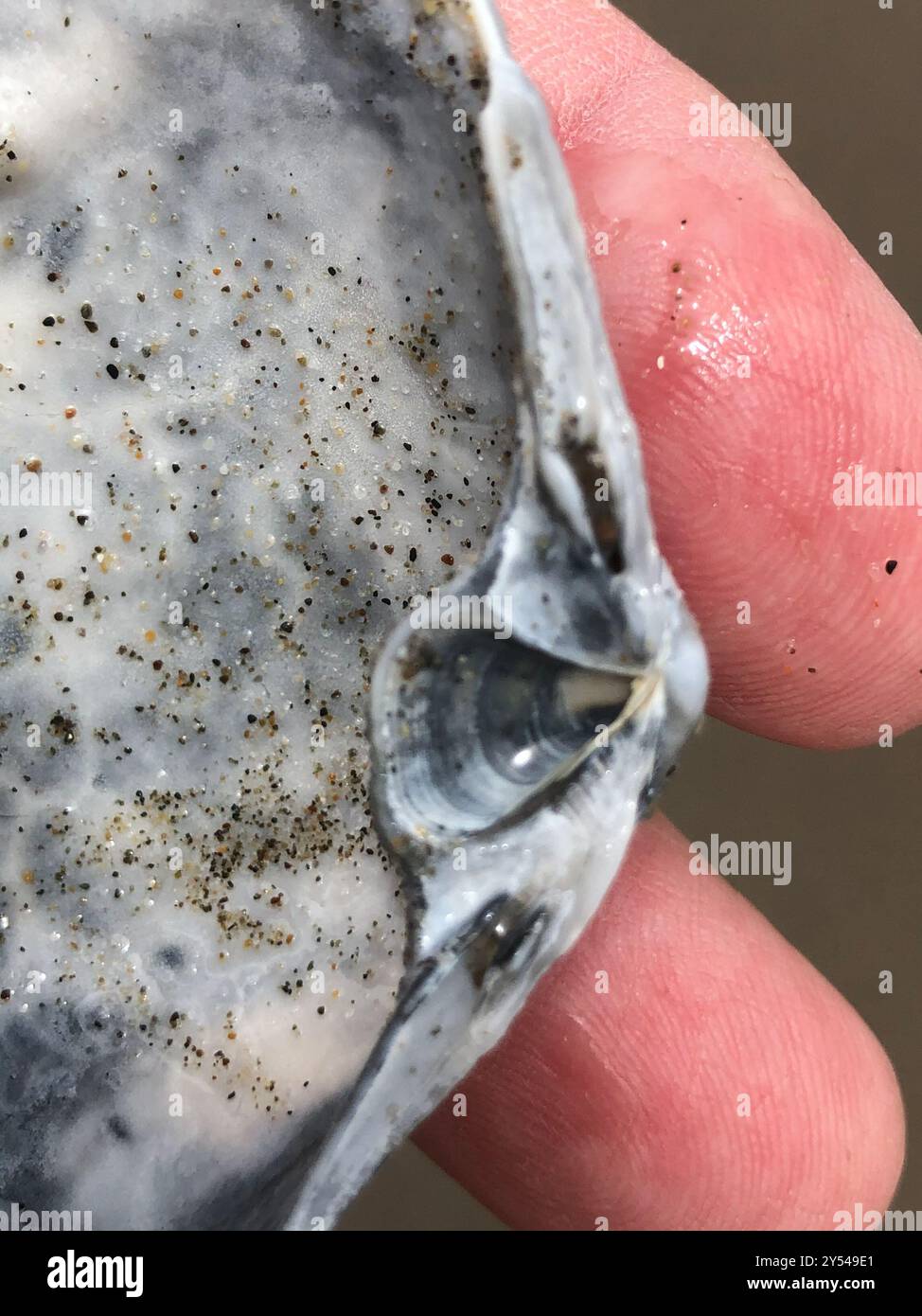Dish Surfclam (Mactromeris catilliformis) Mollusca Stock Photo - Alamy