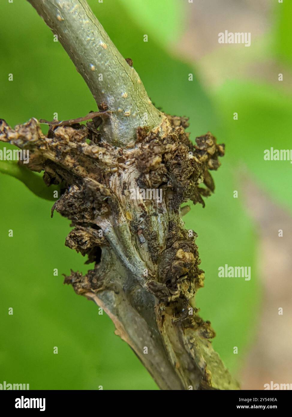 Ash Flower Gall Mite (Aceria fraxiniflora) Arachnida Stock Photo - Alamy