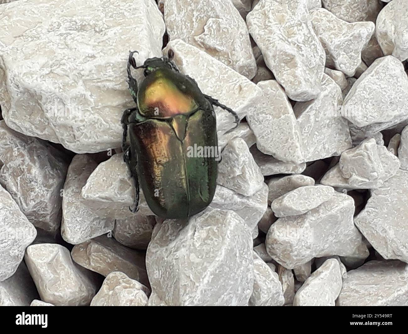 (Protaetia angustata) Insecta Stock Photo - Alamy