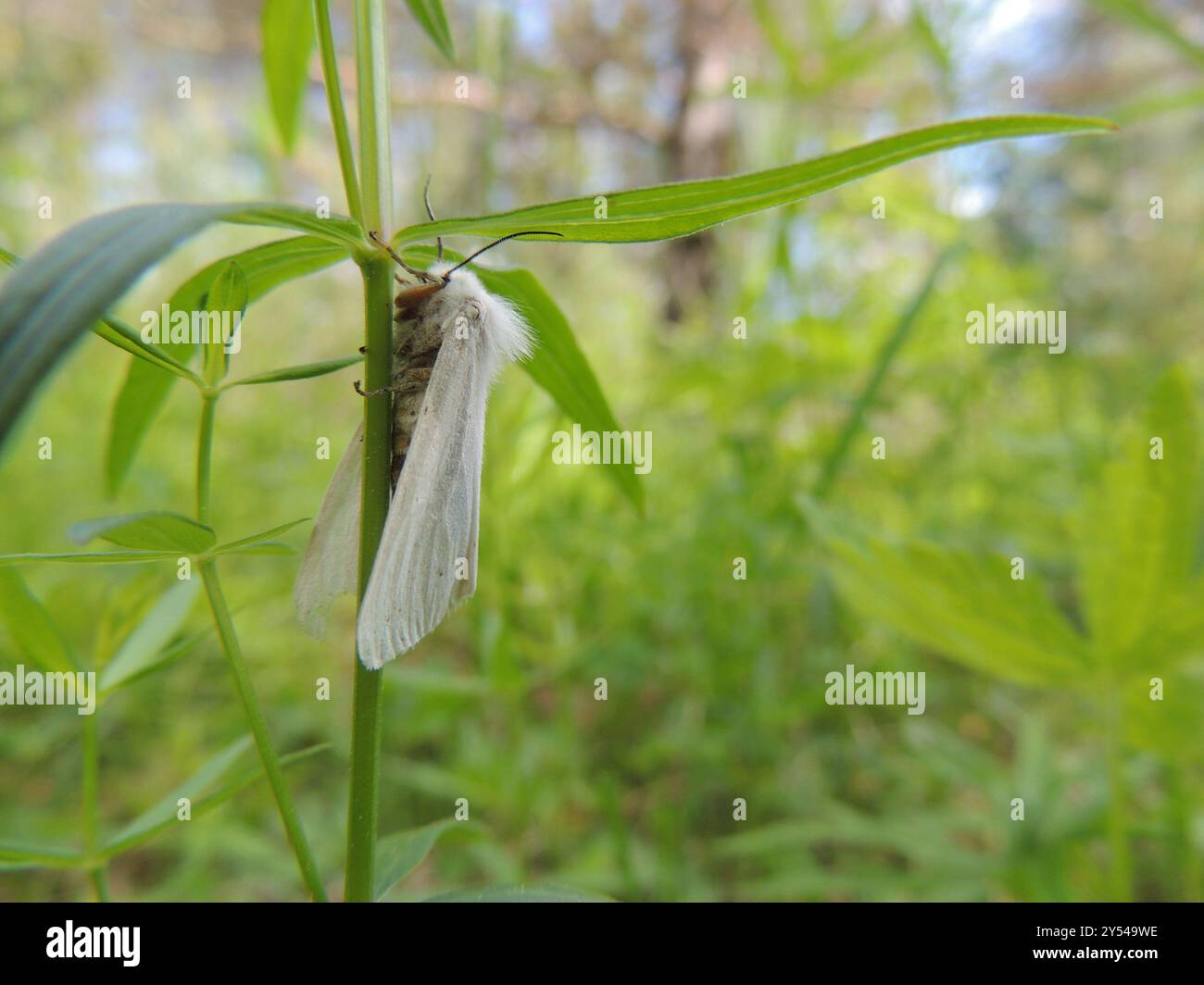 Spilosoma urticae hi-res stock photography and images - Alamy