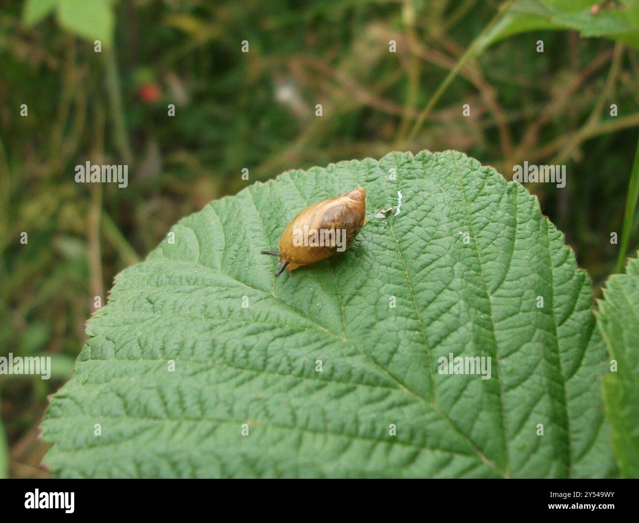 Common European Ambersnail (Succinea putris) Mollusca Stock Photo - Alamy